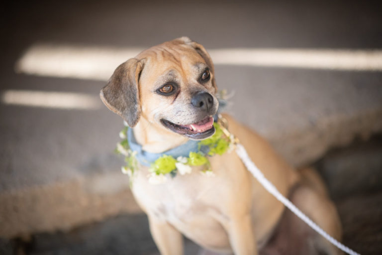 Wedding at Woodspur Lodge in Winter Park with Fall Aspens
